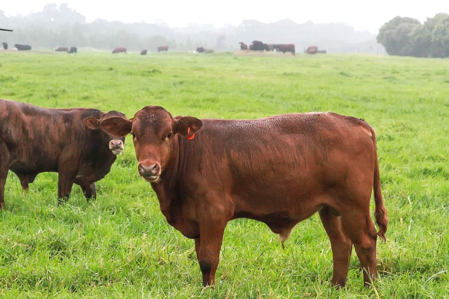 Chalmar Beef | About us