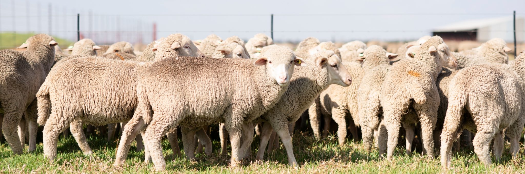 About Us – Chalmar Beef and Lamb